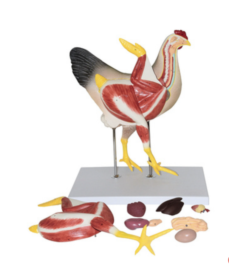 Modelo Anatómico de Pollo 8 partes (rígido) - Pranatec Simulación